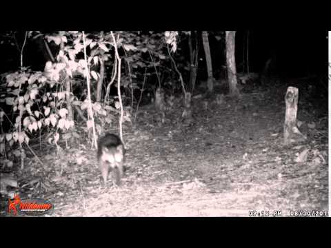 Wildgame Nano Night Videos - Infrared