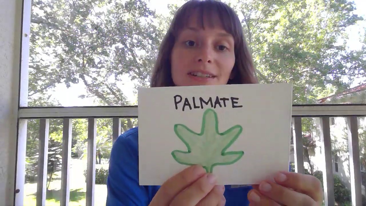 Leaf Morphology