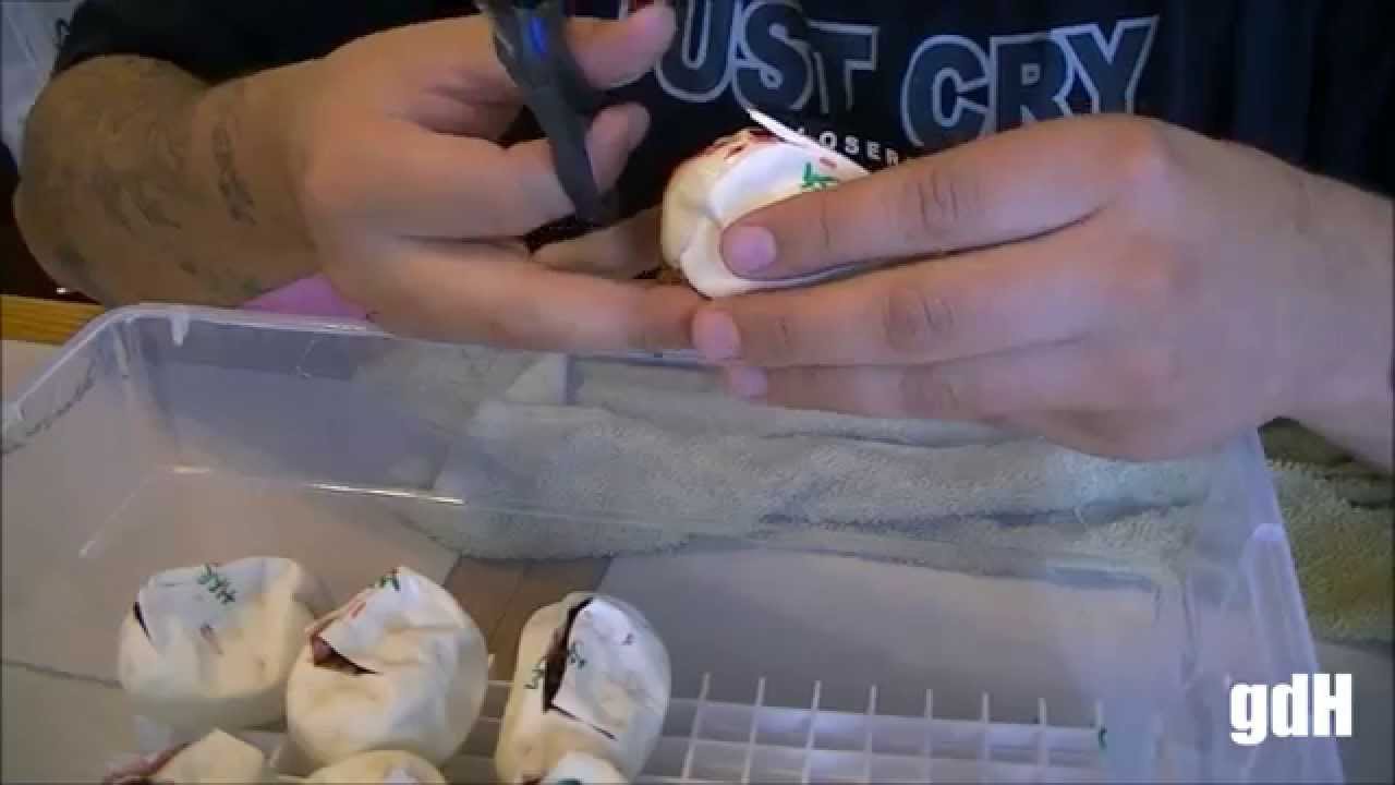 Cutting Ball Python Clutch #1 2015 Mystic x Killerbee