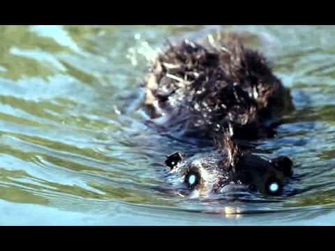 Ten More: Weirdest Movie Monsters Ever Seen – Geeking Out about It