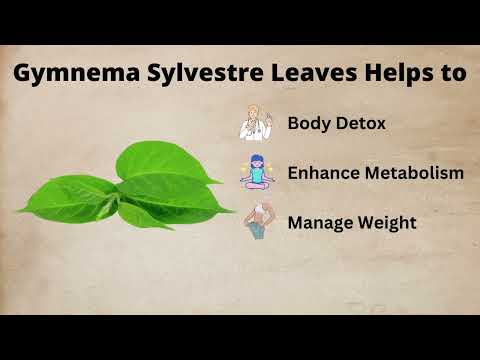 Gymnema Sylvestre Leaves - Gymnema Leaf Latest Price, Manufacturers ...