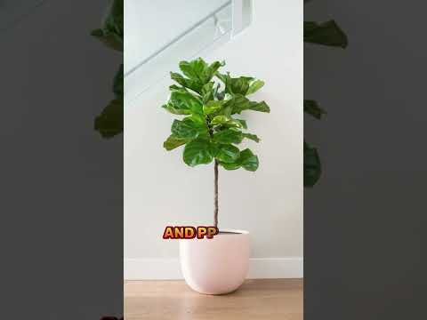 Best Large Indoor Plant Pots #shorts #viral #indoorplants