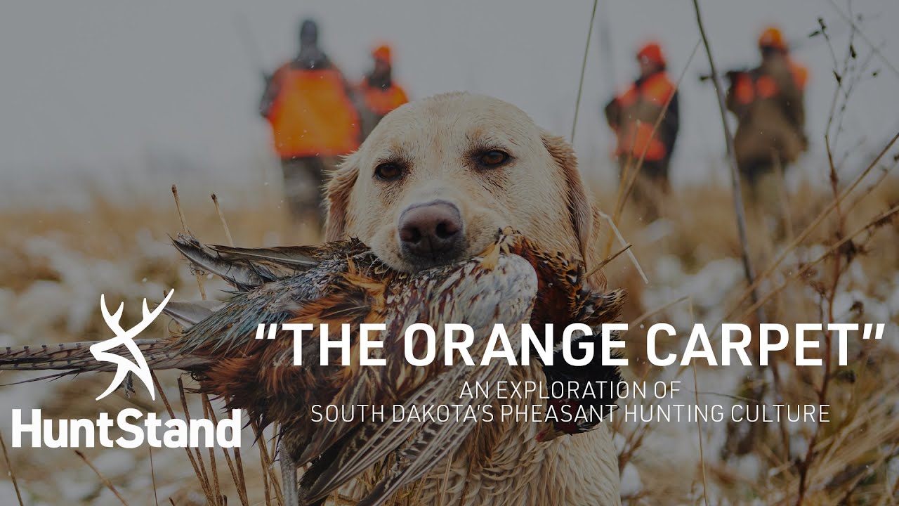 South Dakota Pheasant Hunting: It's More Than A Hunt