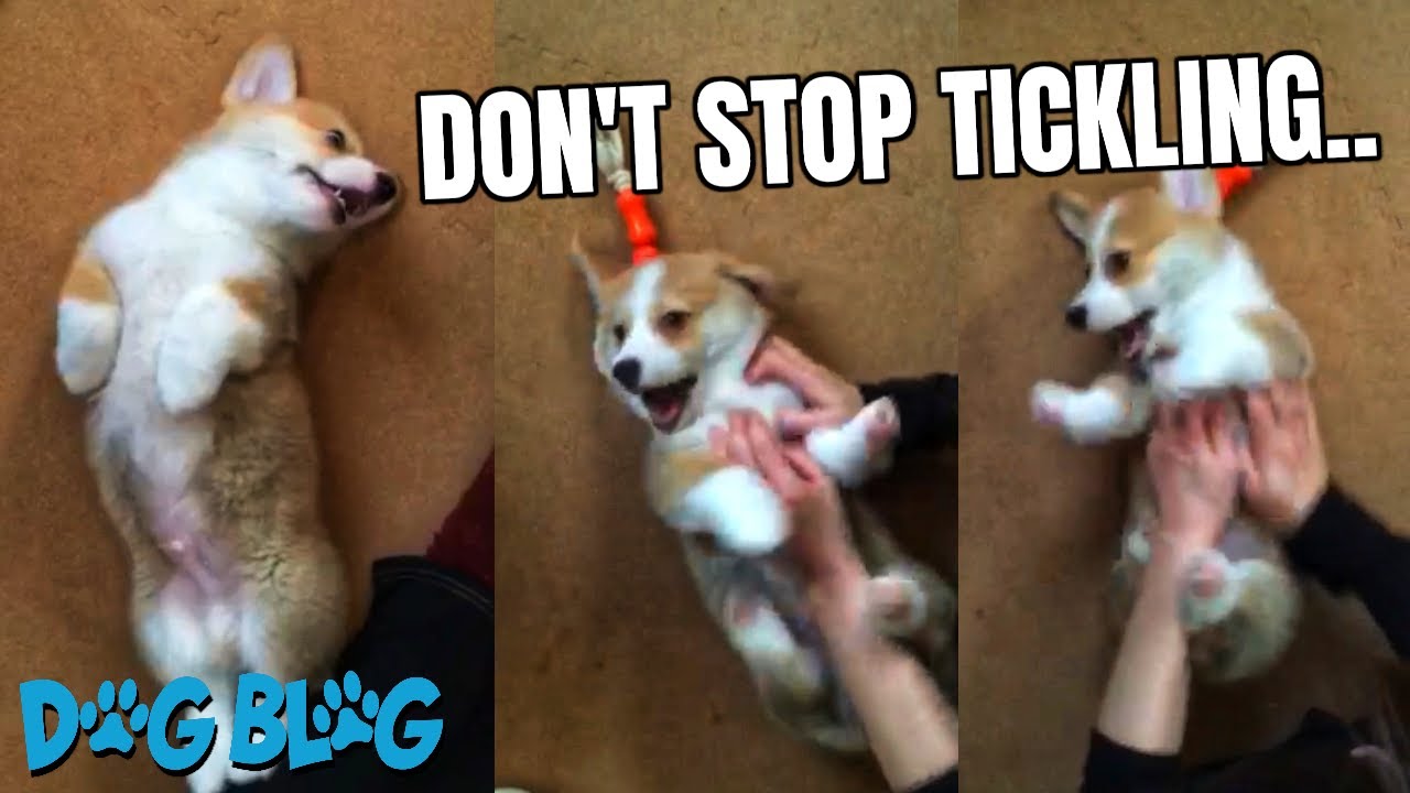 Adorable Corgi Pup Begs for More Belly Rubs
