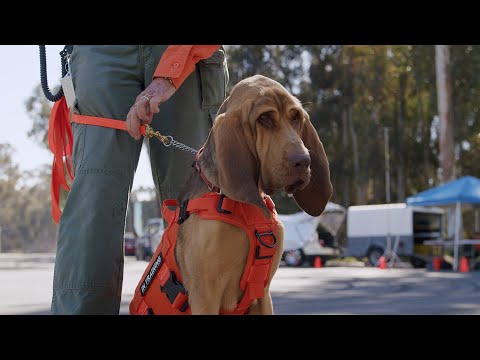 SAR Training - San Diego County Sheriff's Department