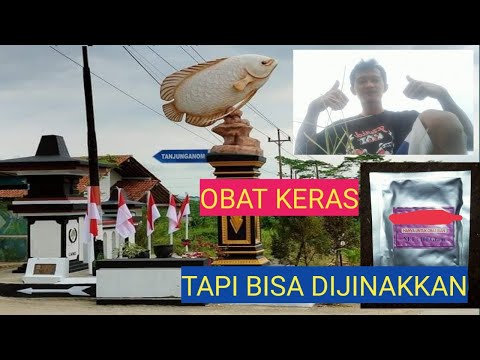 Manfaat obat PK untuk ikan koi //cara mengobati ikan koi dengan PK //obat PK untuk ikan
