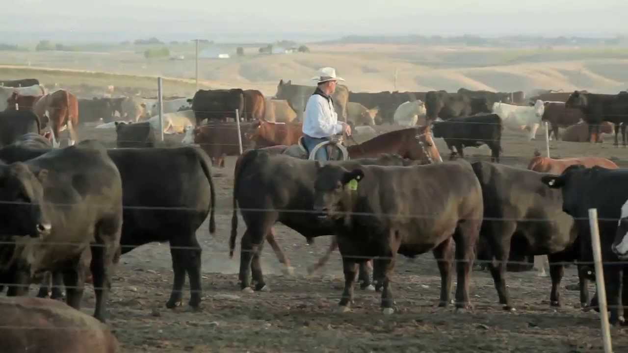 Agri Beef Co. Ranch to Table