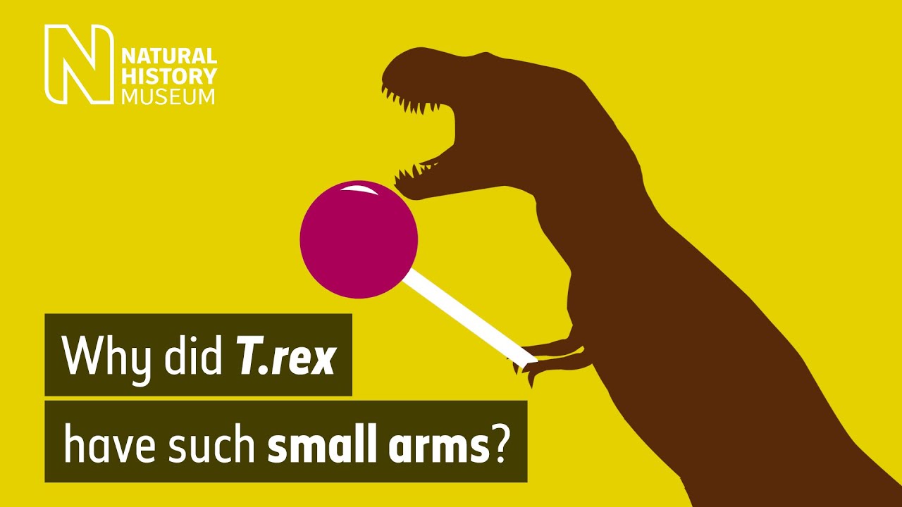 How did Tyrannosaurus rex use its arms? - TrendRadars