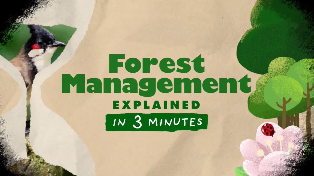 Forest Management | Explained in 3 Minutes #08