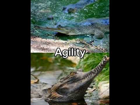 Indian Gharial vs False Gharial #indiangharial #falsegharial