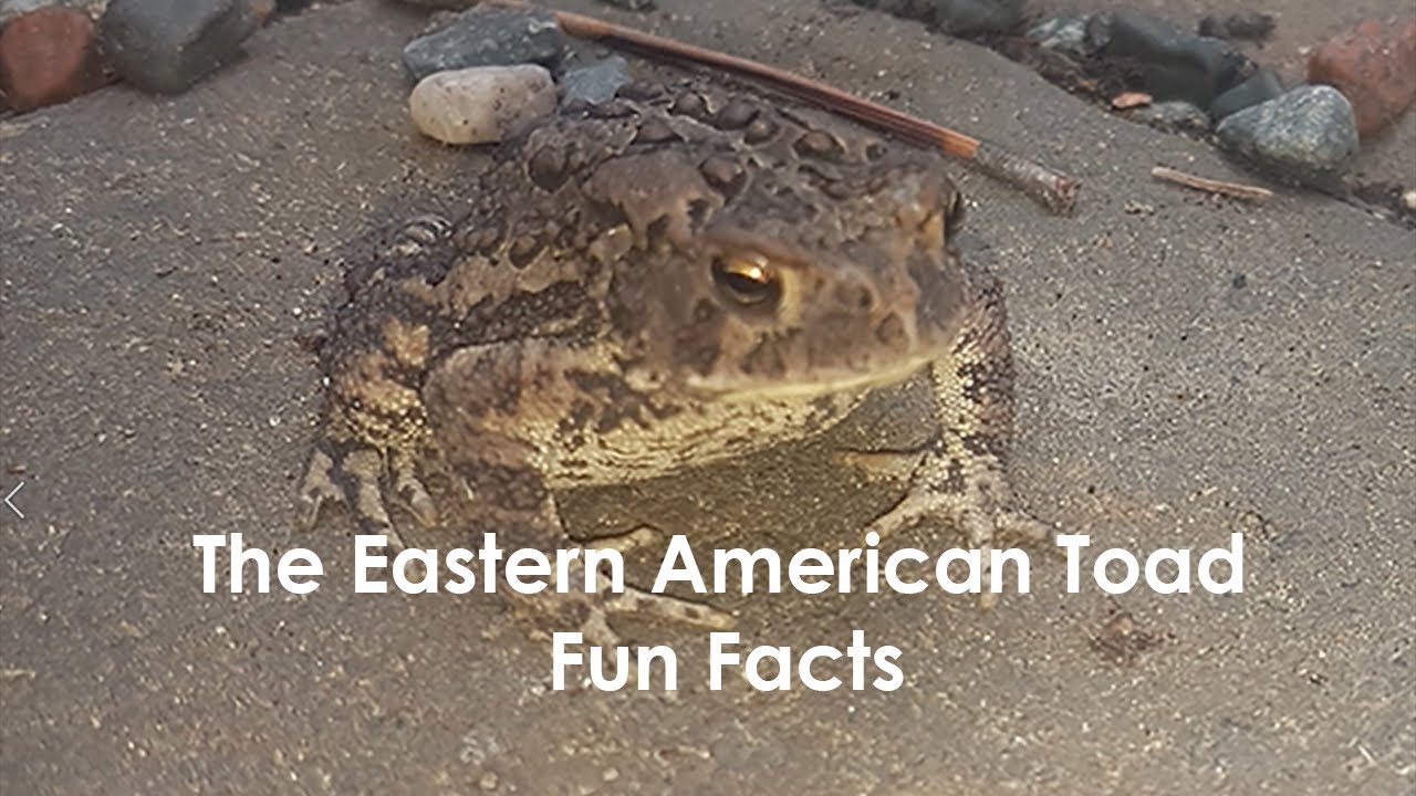 Eastern American Toad Fun Facts