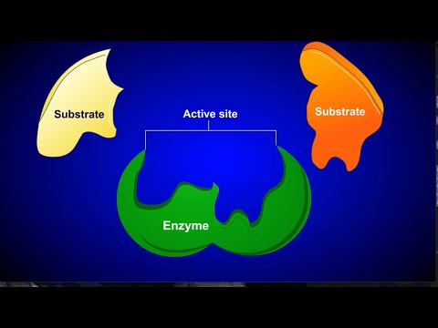 Learn about How Enzymes Work!