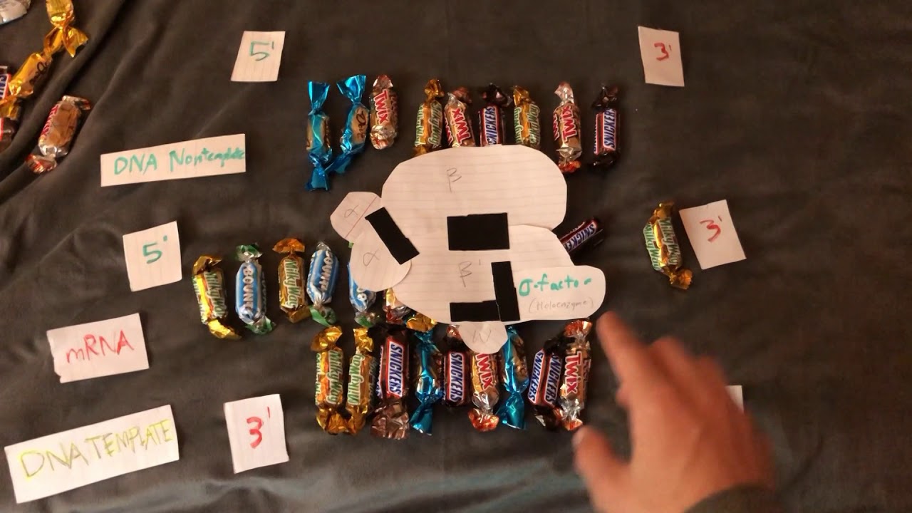 Genetics Exam Mini Video #4