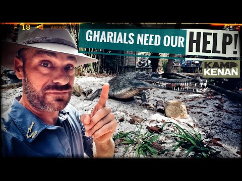 Saving Indian Gharials at CrocFest!