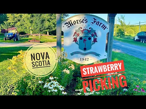 Morse’s Farm - Berwick, Novascotia | #strawberrypicking