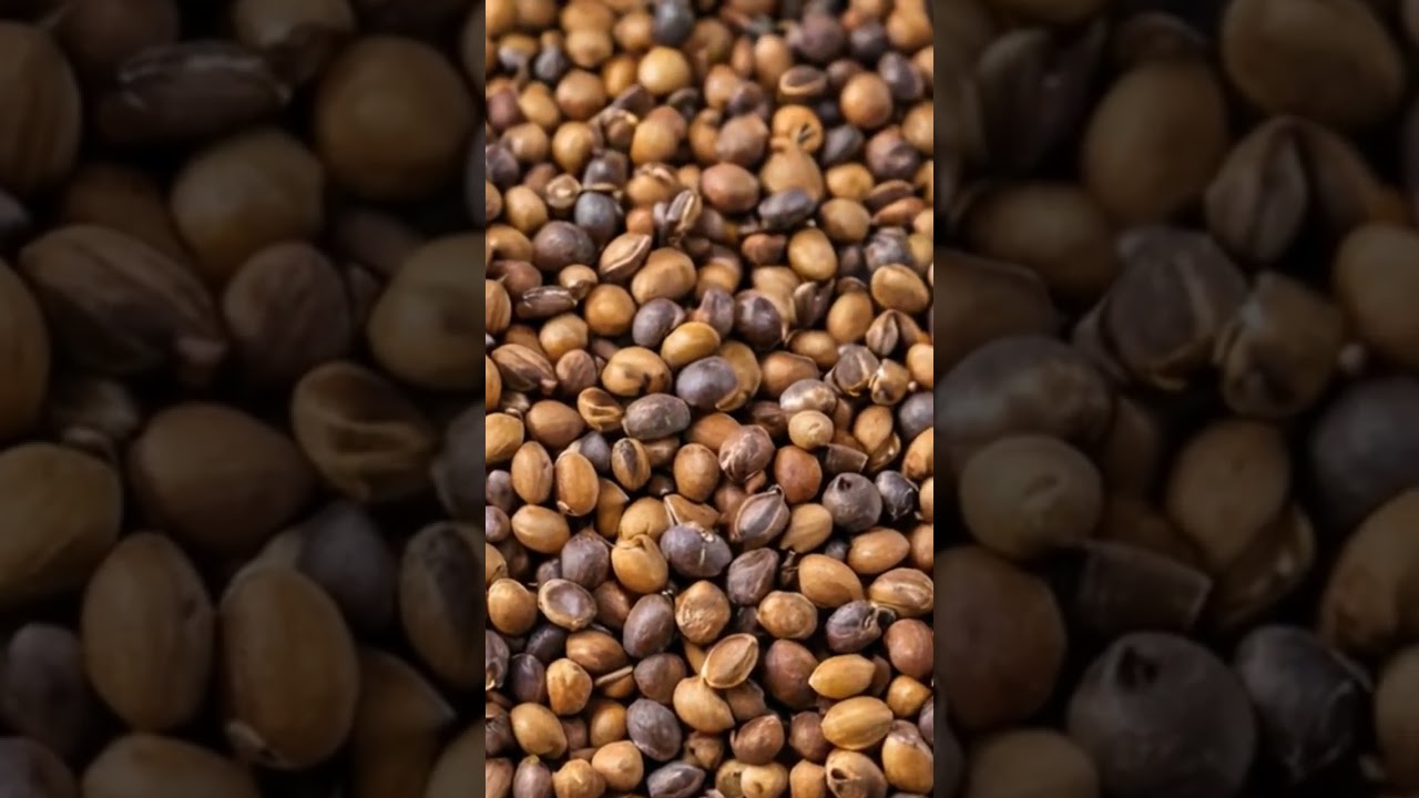 🌿 ¡Dónde Comprar Consuelda Rusa y MEJORA tu Huerto!