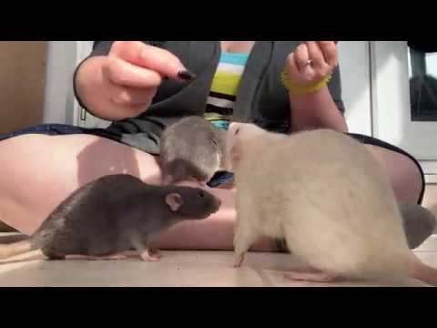 How to Train your Rat – Azuline Rattery