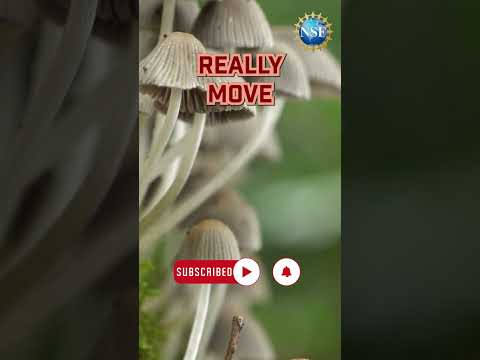 🍄Fungus Spores #shorts