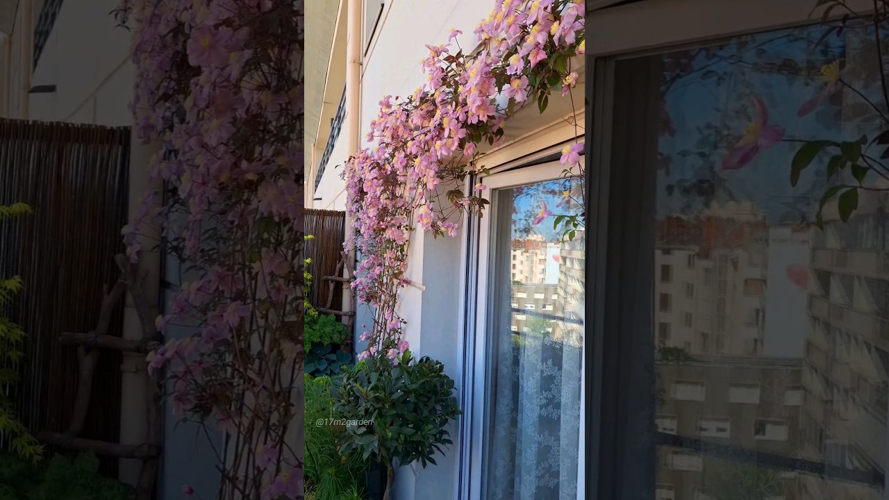 Clematis montana 'Mayleen' in full bloom #containergarden #balconygarden #gardening
