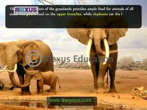 Vegetation and Wildlife of Africa