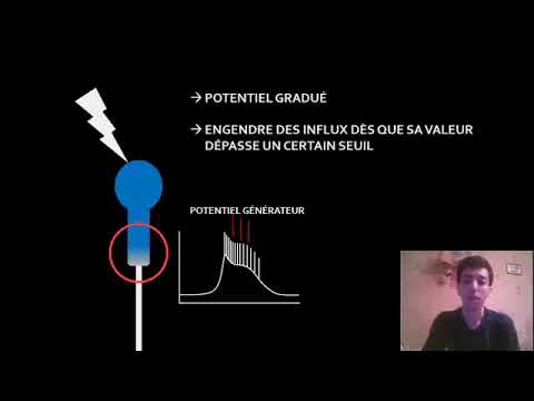 tutorat online potentiel de recepteur