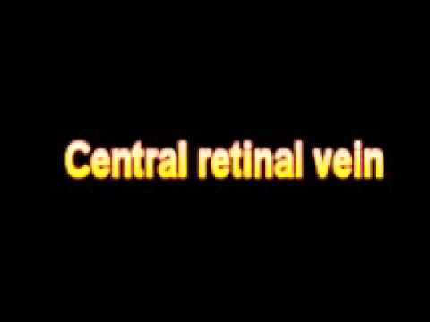 What Is The Definition Of Central retinal vein Medical Dictionary Free Online