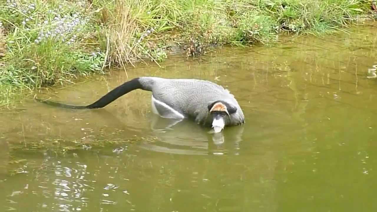Cercopithèque de Brazza (Cercopithecus neglectus) dans l'eau