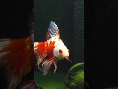 Check out the sounds these fish make! #aquarium #fish #aquariumhobby #feeding #goldfish