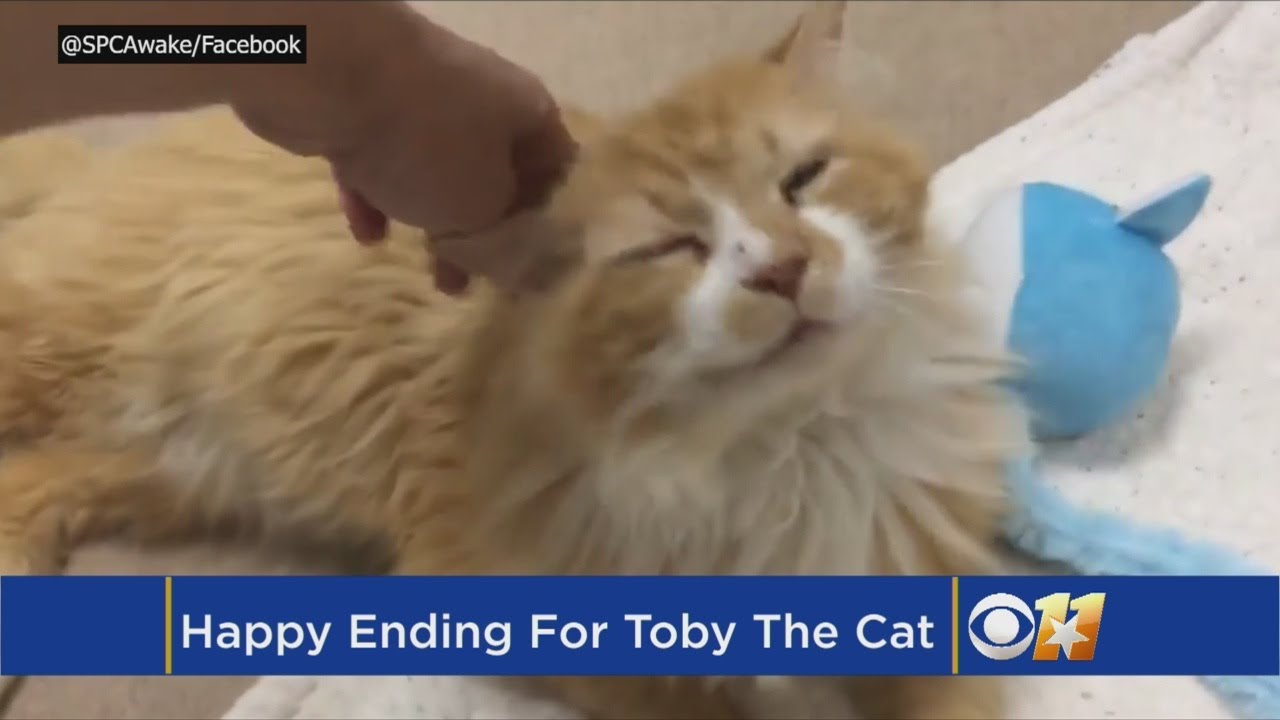 Cat Saved After Walking 12 Miles To Family Who Rejected Him