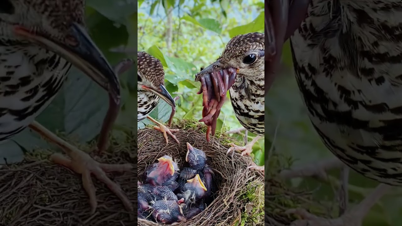 Review bird in nests #birds #wildbirdphotography #birdhomes #birdslover #birdhouses #nature