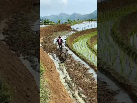 This Sustainable Farm is Pure Genius! ????
