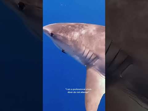 Did you know #sharks communicate with body language? #tigershark #hawaii #ocean #savesharks