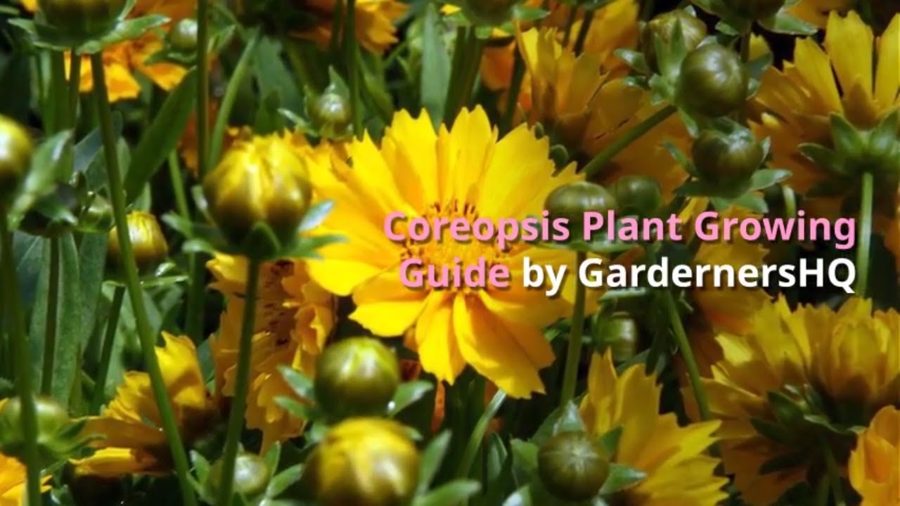 Coreopsis Growing Guide by GardenersHQ