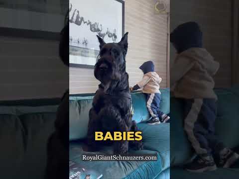 How protective are giant schnauzers with babies‼️😳 #giantschnauzer #schnauzer #puppiesofinstagram