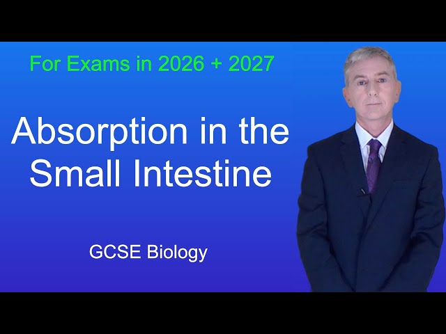 Understanding the Adaptations of the Small Intestine for Digestion | Galaxy