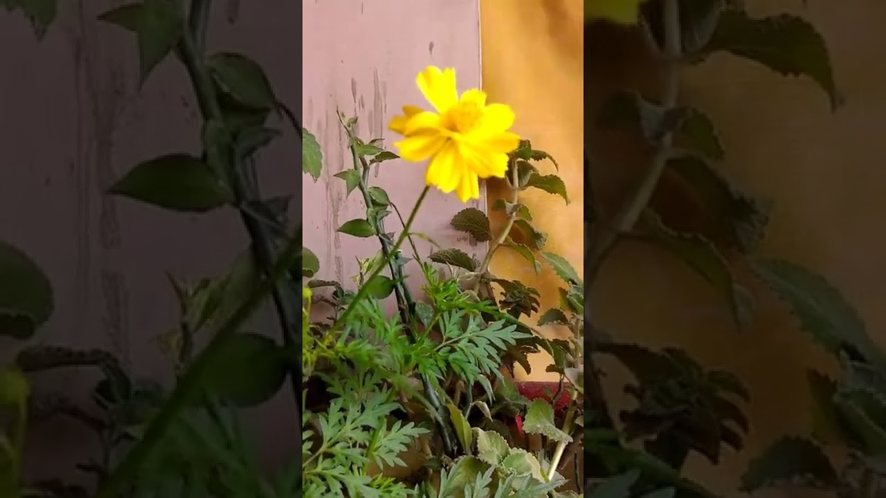 🌻 Cosmos Flower 🌻