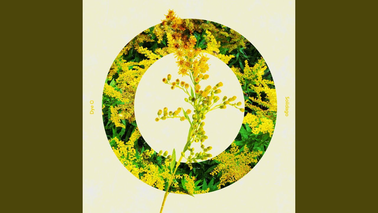 Solidago