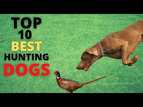 TOP 10 BEST HUNTING DOG BREEDS