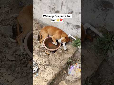When a stray dog wakes up and sees the one person who ever showed him love. (Simbaa) #dog #shorts
