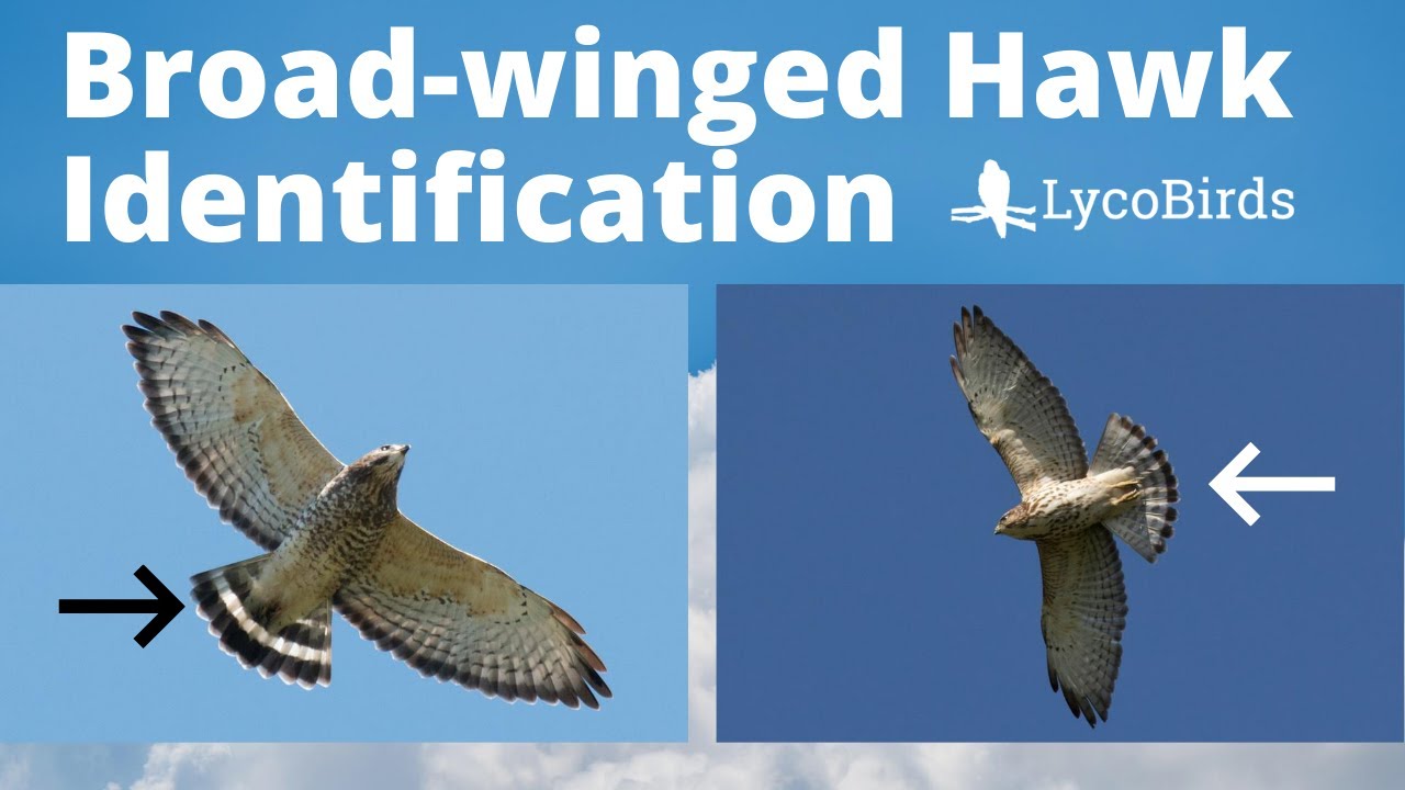 How to Identify a Broad-winged Hawk - Raptor Identification