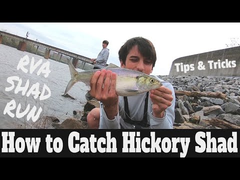 Hickory Shad Fishing: How To Catch Hickory Shad - Best Catfish Cut Bait [Shad Run 2020 Baby!]