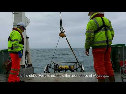 Eye on the Experts - Nephrops stock assessment with underwater cameras