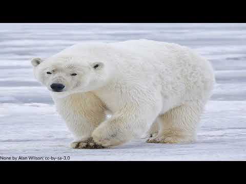 Fast Facts about Polar bear