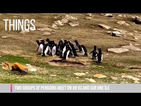 Things|Two groups of penguins meet on an island