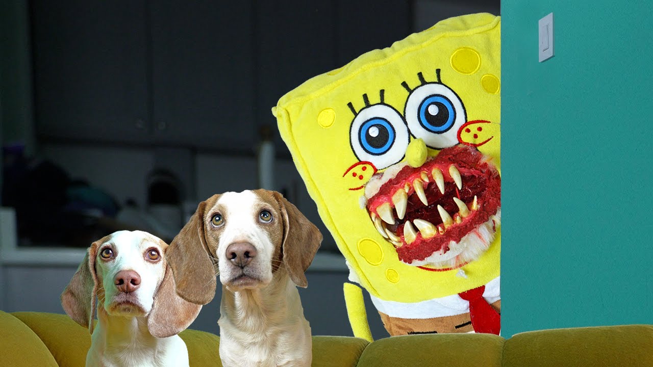 Dogs vs Evil SpongeBob X5