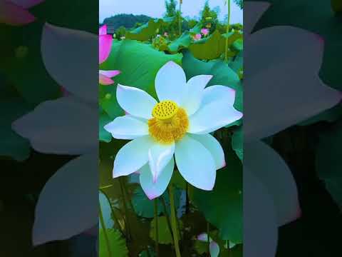 Beautiful Lotus🌸 😍 India's National flower/Symbol #lotus #flower #status #nature