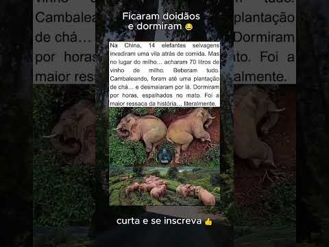 Os elefantes beberam todas 😂