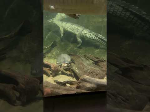 Gharial - the fish eating crocodile #mawg #gharial #crocodile
