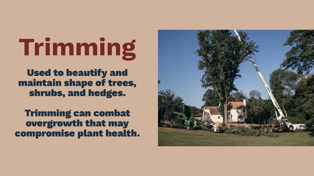 Tree Trimming vs. Tree Pruning: What’s the Difference?
