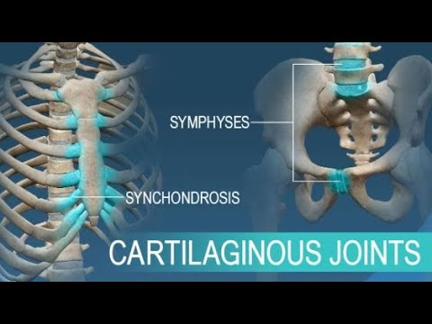 Joint | Definition | Cartilaginous joint | Cartilaginous Types